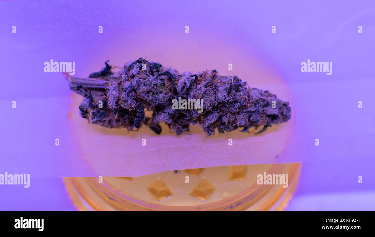 Fresh flowering cannabis buds. Female plant of marijuana Stock Photo ...