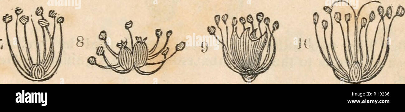 Monandria hi-res stock photography and images - Alamy