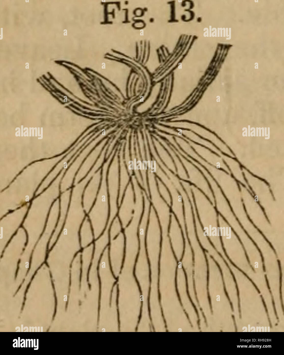 Branching roots hi-res stock photography and images - Alamy