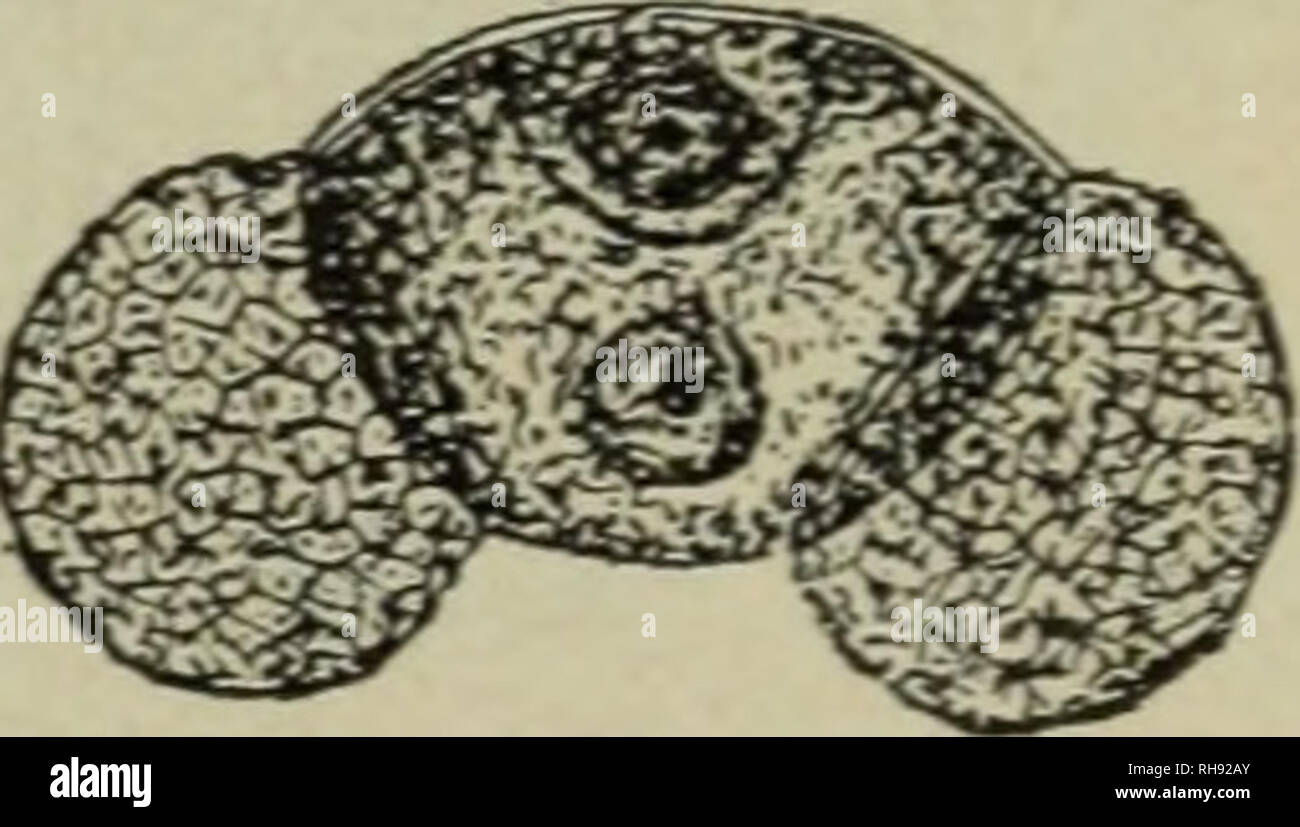 Carpellate cone hi-res stock photography and images - Alamy