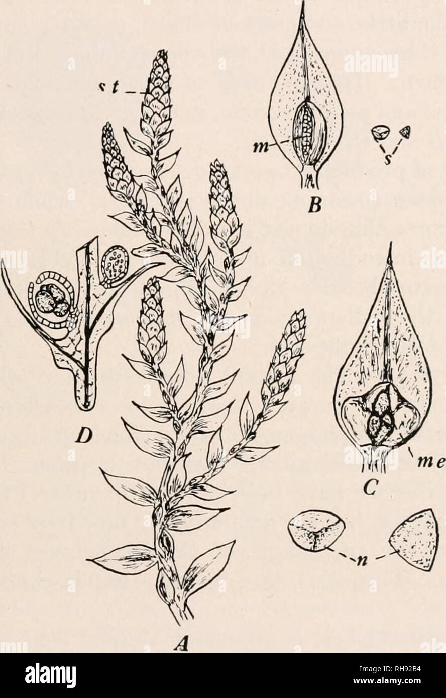 . Botany for agricultural students. Plants. SPOROPHYTE 441 Sporophyte ...