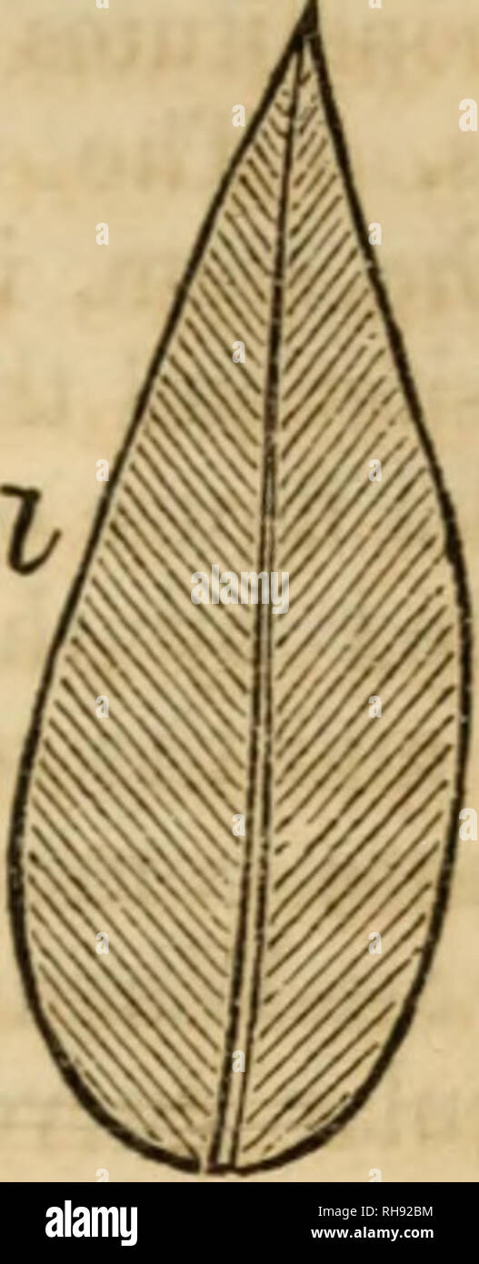 System of veins in leaf hi-res stock photography and images - Alamy