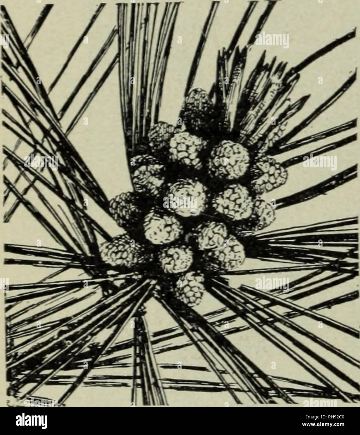 Conifers morphology hi-res stock photography and images - Alamy