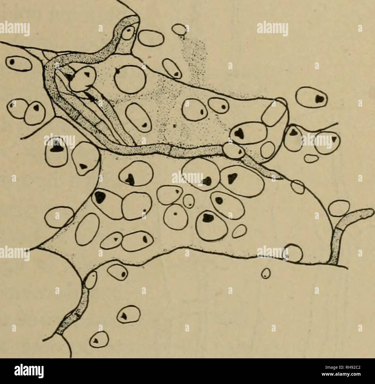 Botrytis blight hi-res stock photography and images - Alamy