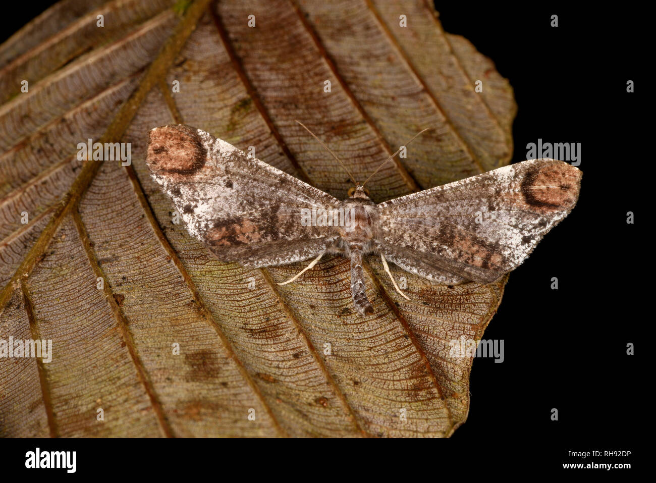 Costa Rica Moth (Macrosoma cascaria) adult at rest on dead leaf ...