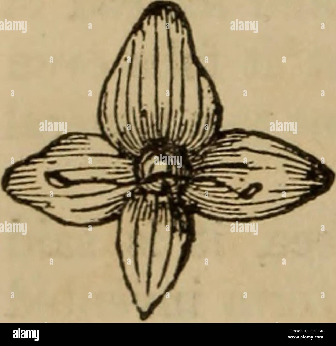 Monopetalous hi-res stock photography and images - Alamy