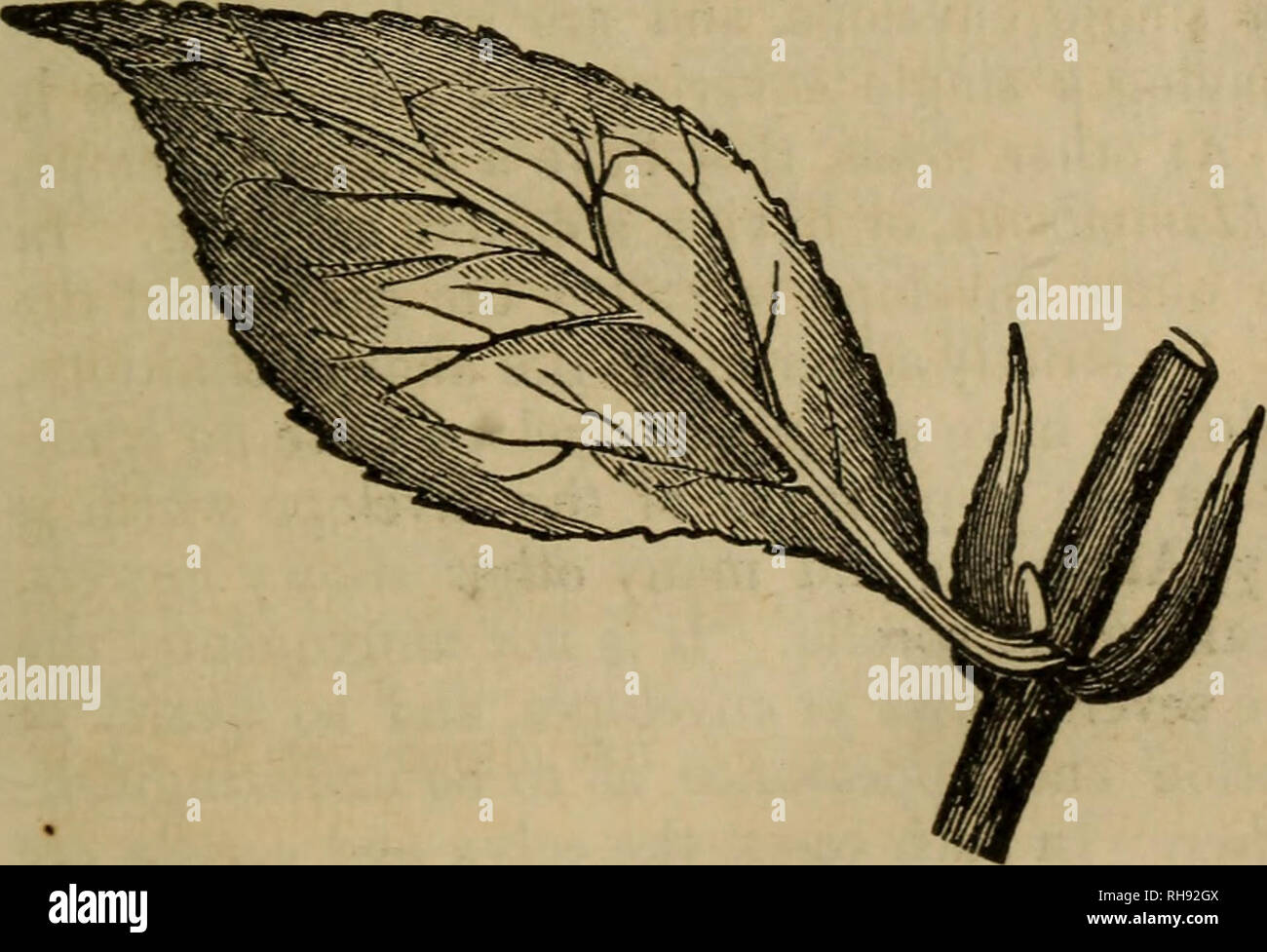 Persistent leaf base hi-res stock photography and images - Alamy