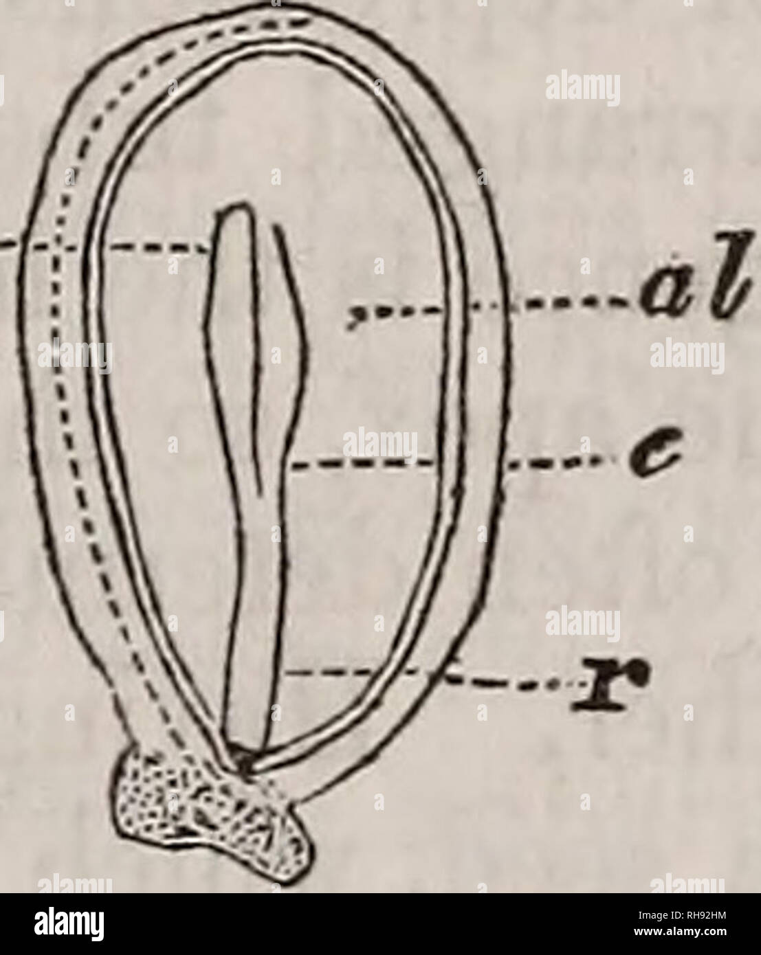 . Botany of the southern states. In two parts. Botany. SEED. 95 the ...