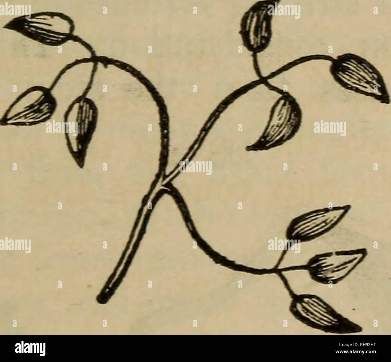 . Botany of the southern states. In two parts. Botany. Ternate leaf ...