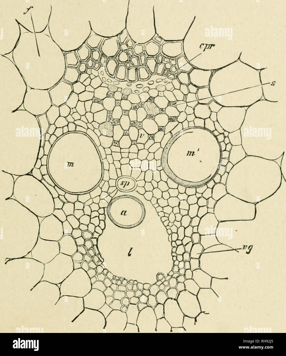Tracheids Cross Section