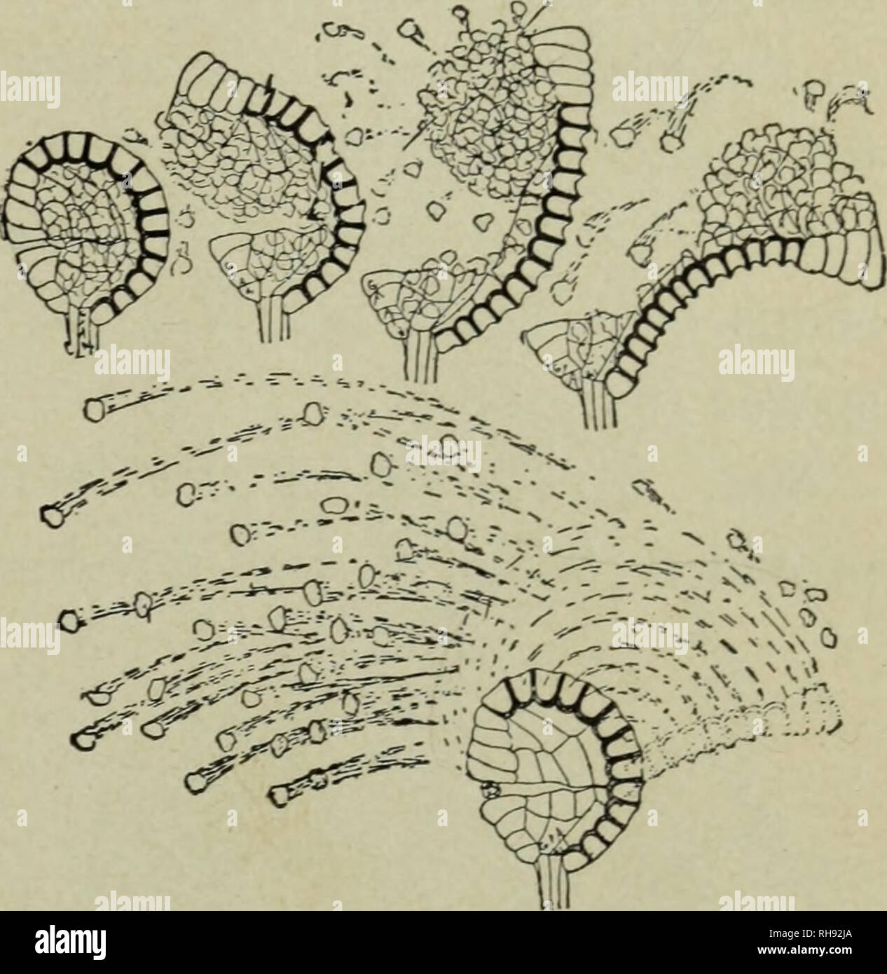 At different stages of opening hi-res stock photography and images - Alamy