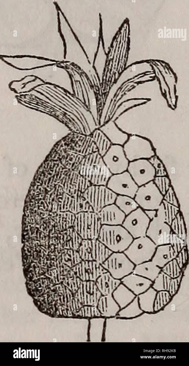 . Botany of the southern states. In two parts. Botany. 92 SEED ...