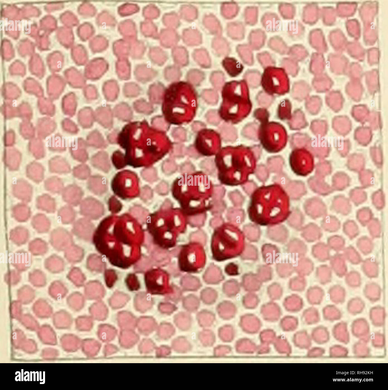 Terror erebus ship hi-res stock photography and images - Alamy