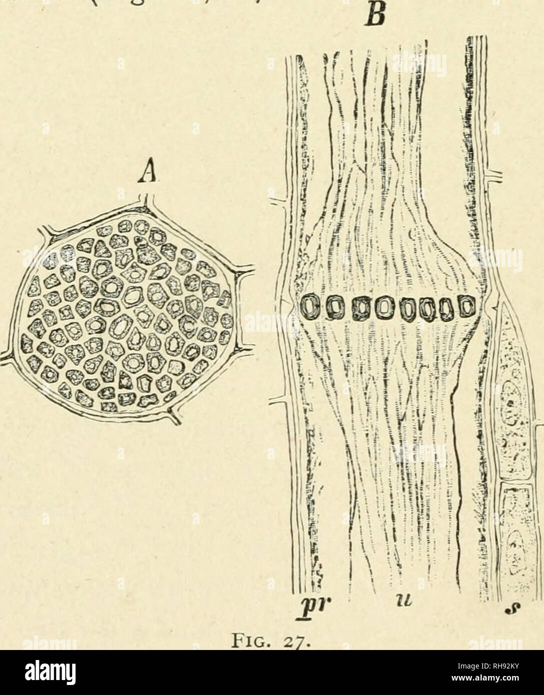 Phloem sieve plate hi-res stock photography and images - Alamy