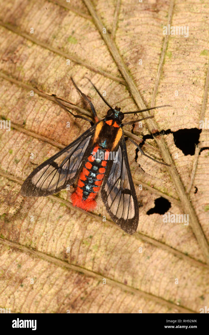 Costa Rica Moth (Phoenicoprocta sanguinea) adult at rest on dead leaf ...