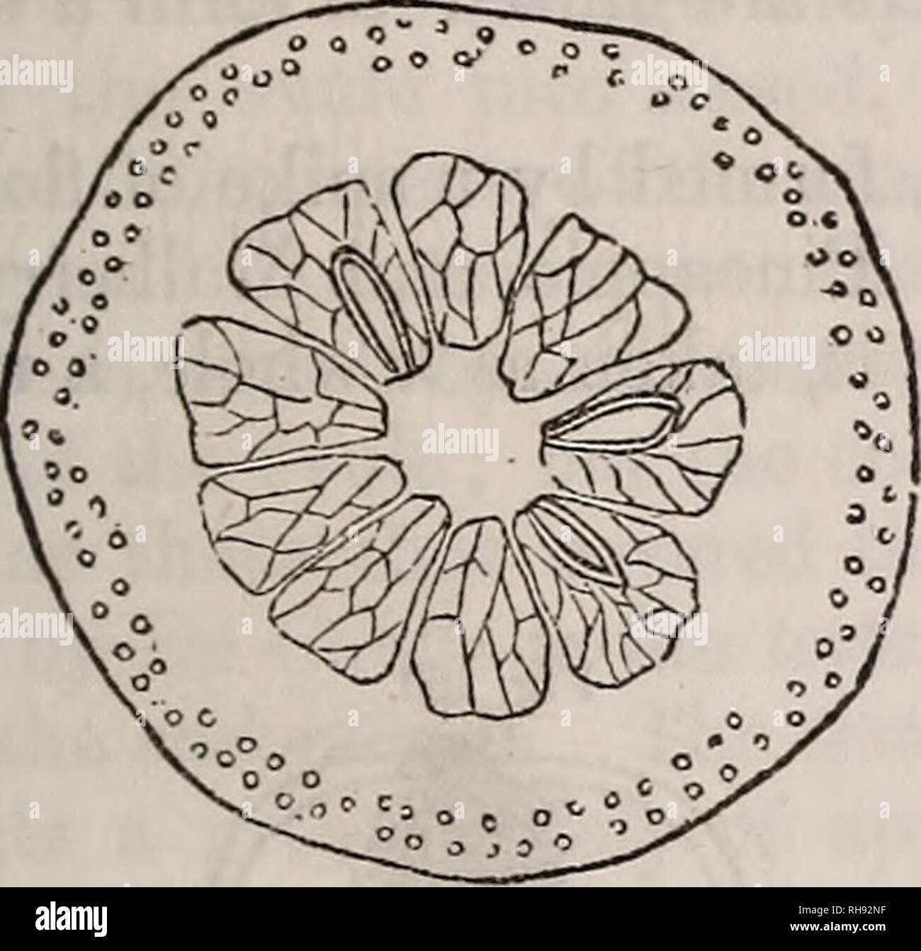 Endocarp images hi-res stock photography and images - Alamy