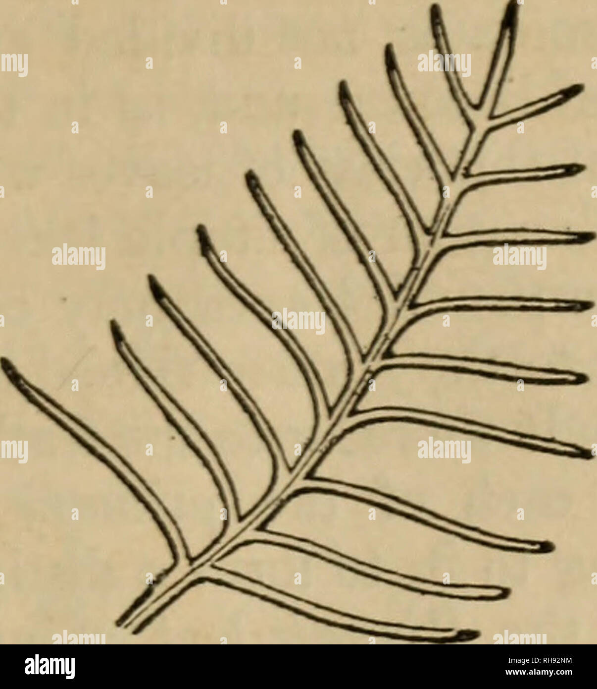Pectinate leaf hi-res stock photography and images - Alamy