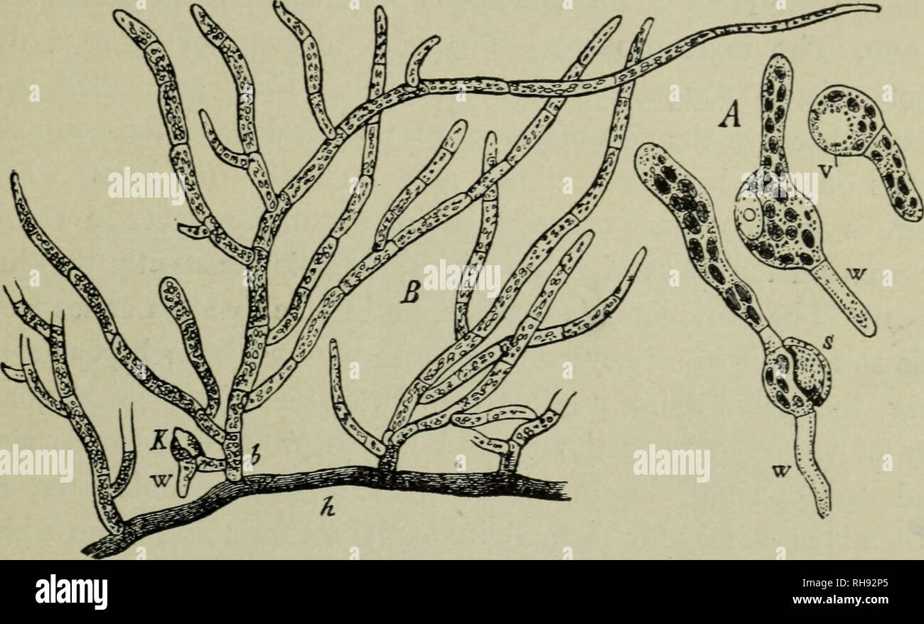 Moss Protonema Diagram