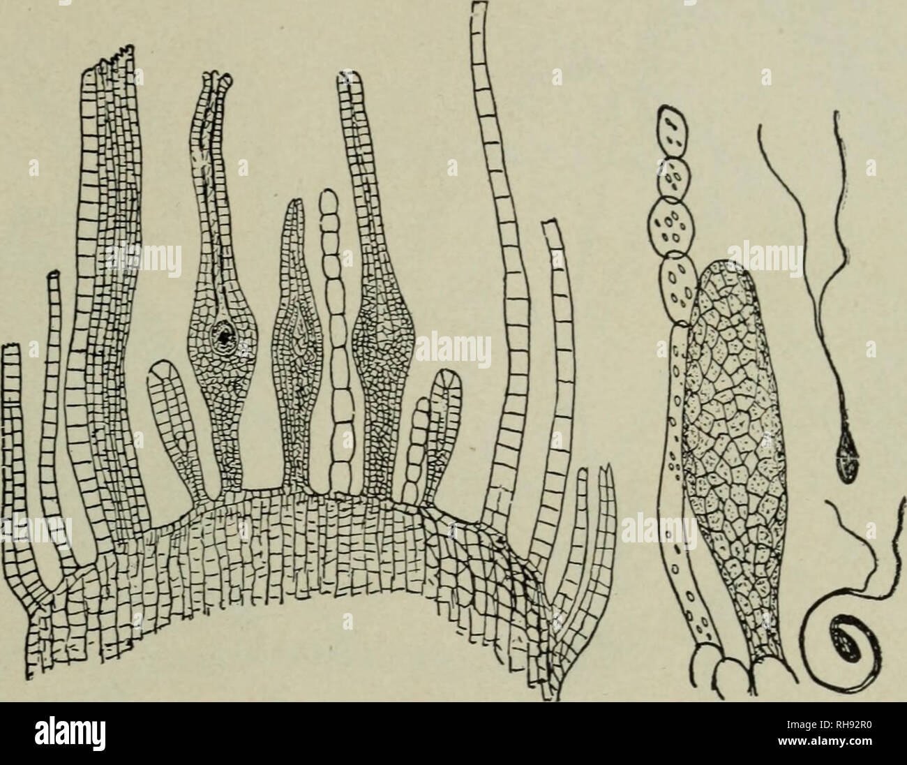 . Botany for high schools. Botany. MOSSES by a hairy, conical cap or ...