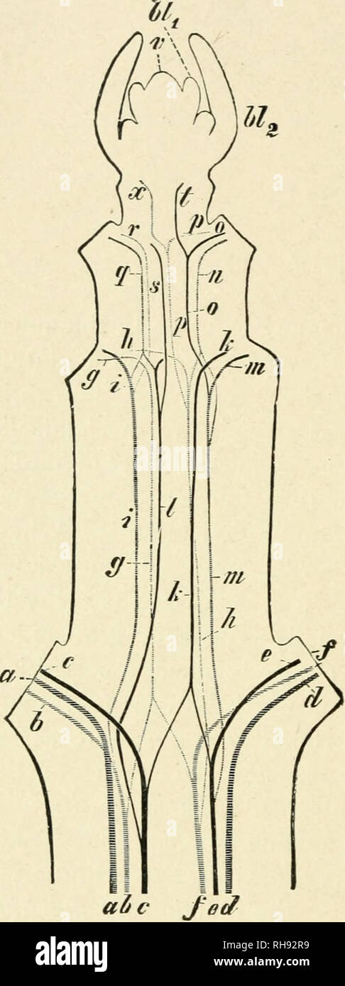 . Botany of the living plant. Botany. 34 BOTANY OF THE LIVING PLANT ...