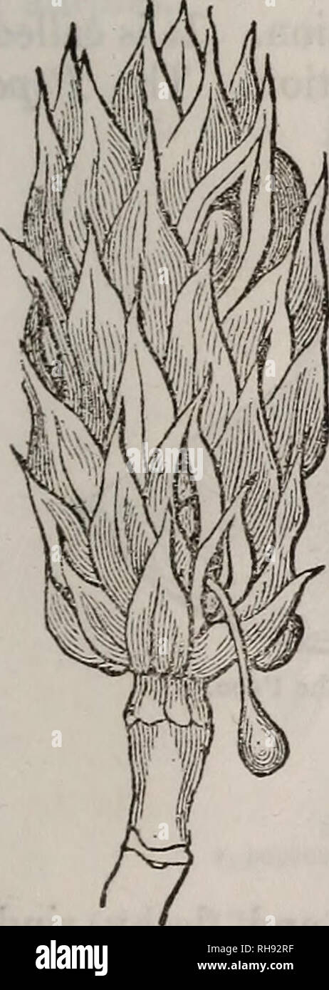 . Botany of the southern states. In two parts. Botany. Fruit of ...