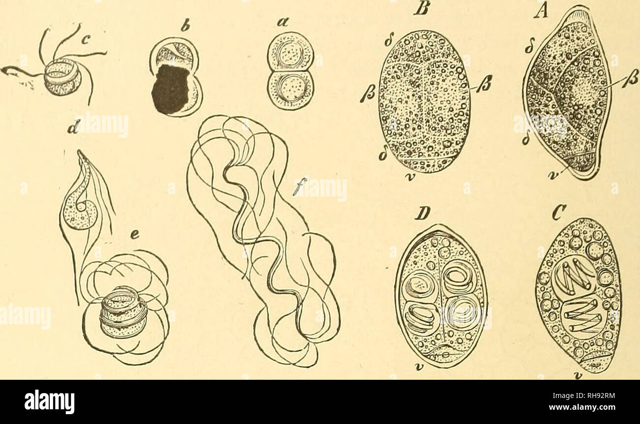 Microscopic Microspores