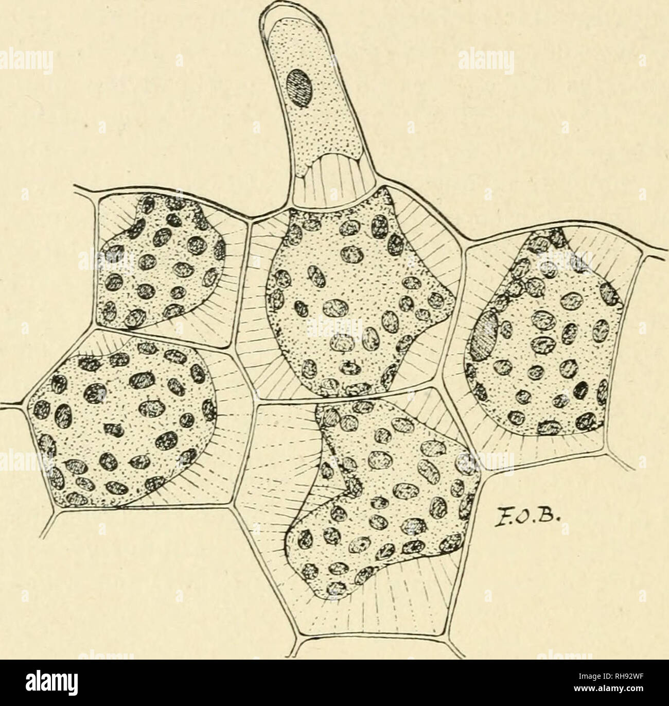. Botany of the living plant. Botany. 26 BOTANY OF THE LIVING PLANT of ...