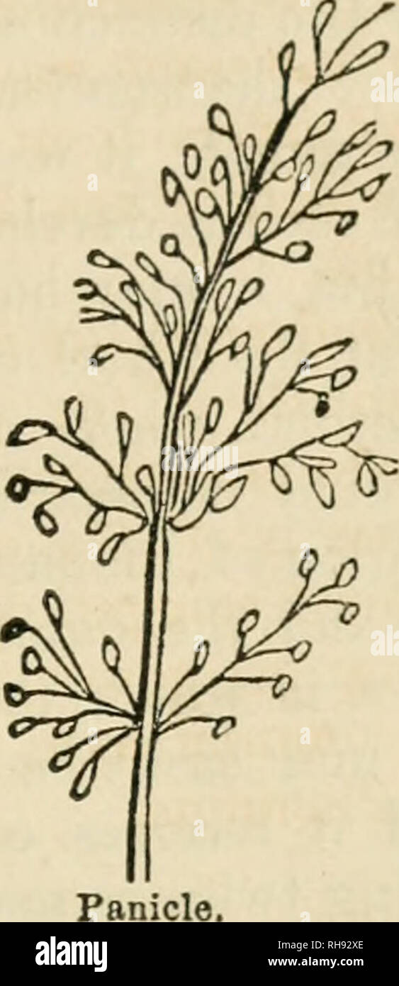 . Botany of the southern states. In two parts. Part I. Structural and ...