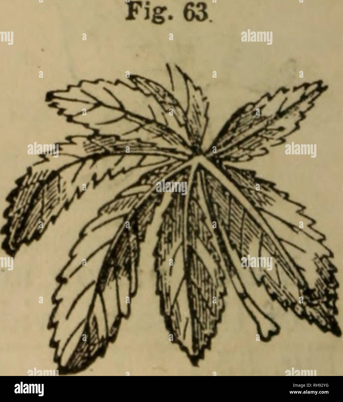 Digitate leaf hi-res stock photography and images - Alamy