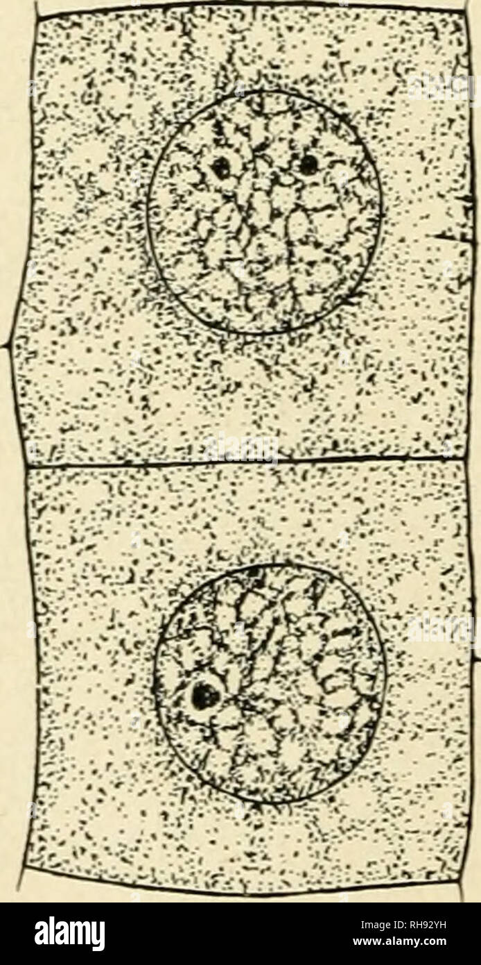 Cell body soma hi-res stock photography and images - Alamy