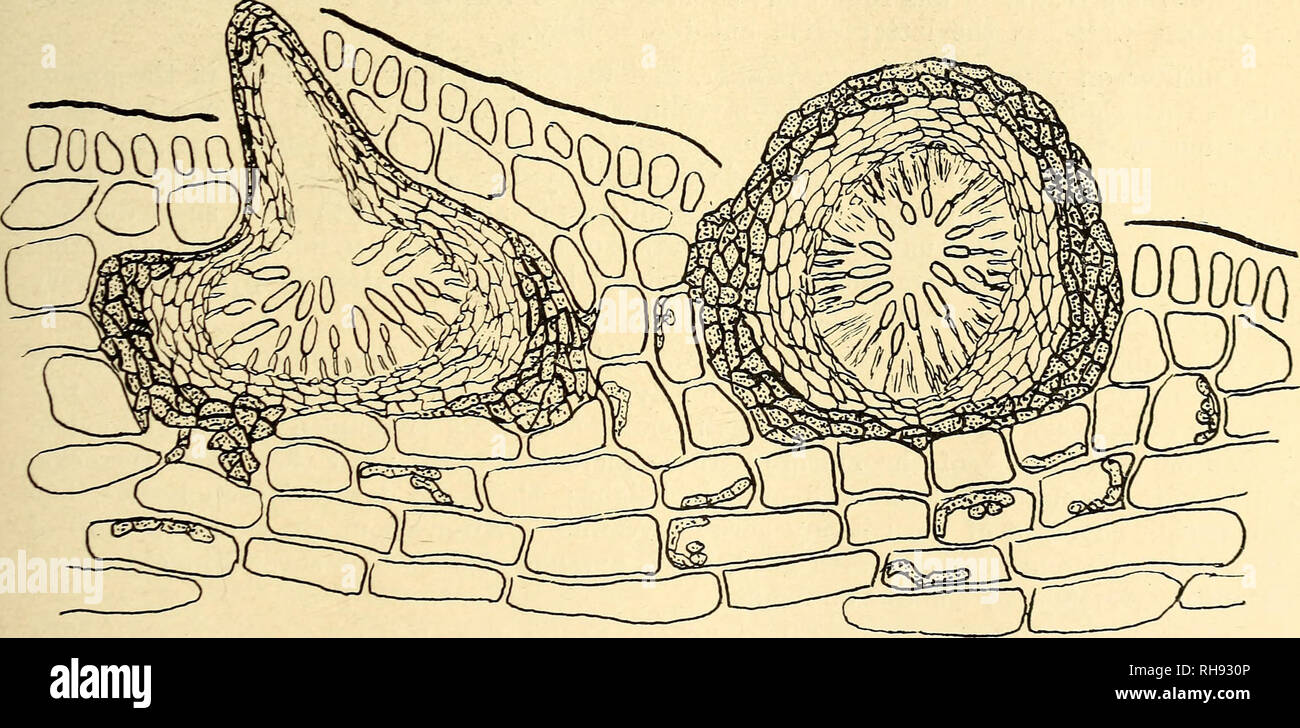. Bothalia. Botany. Fig. 2. Asci and spores of P/tt/.