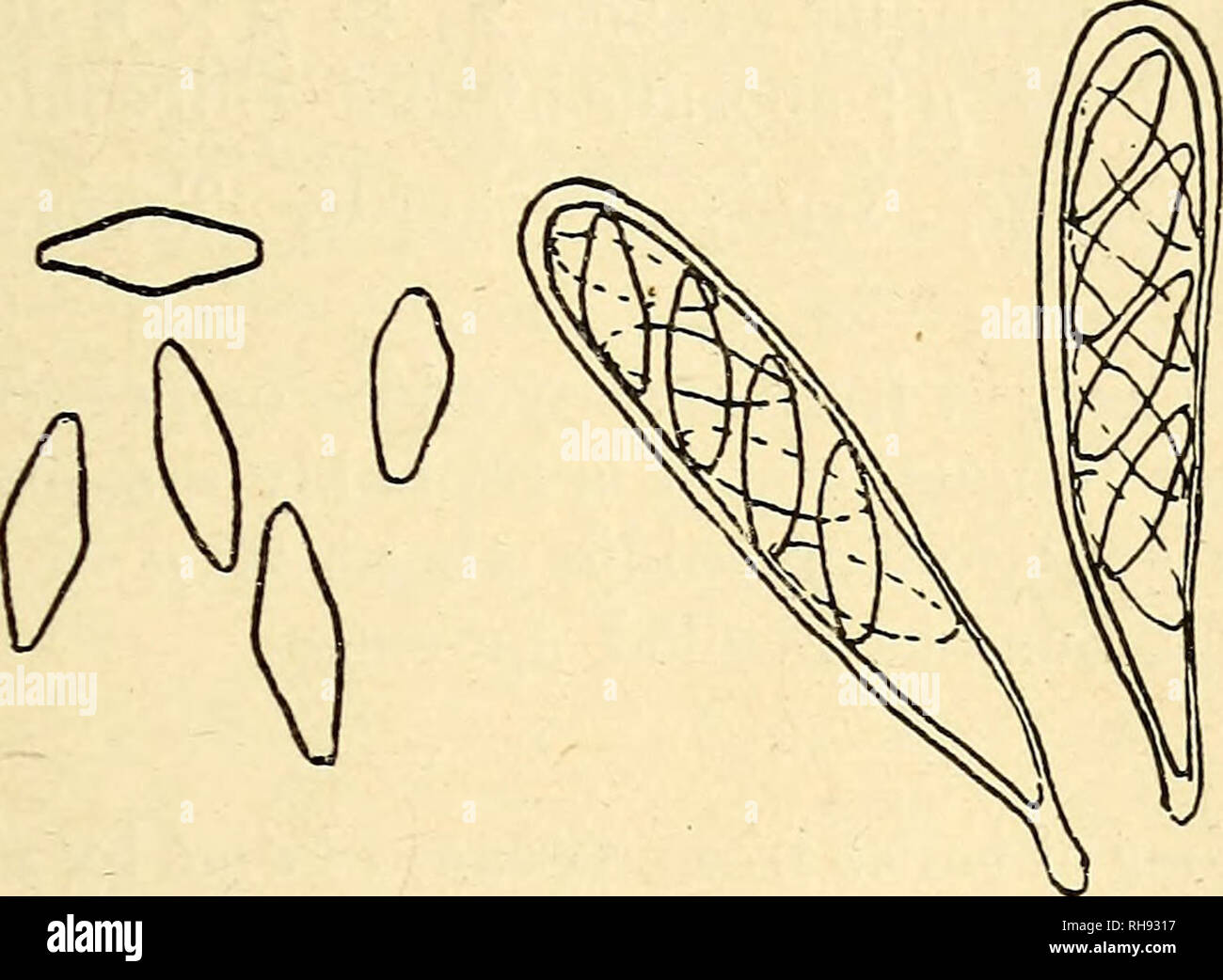 Maturity rapidly hi-res stock photography and images - Alamy