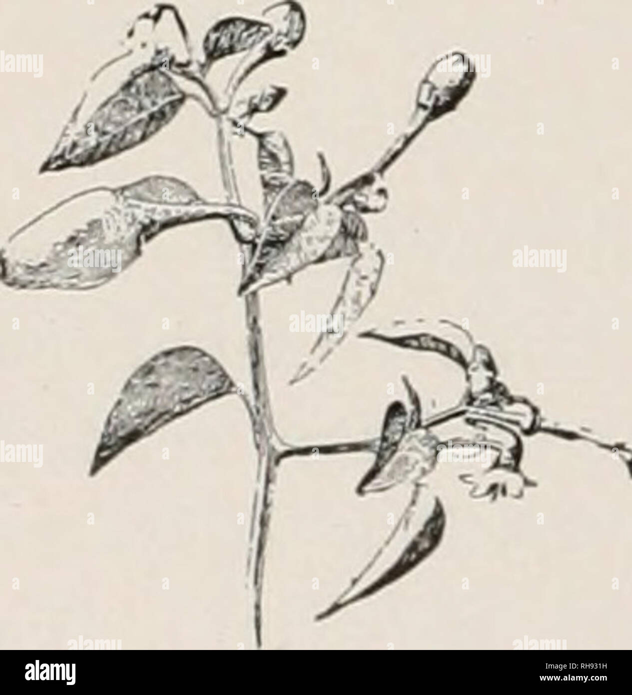 Perennial nightshade solanum tuberosum hi-res stock photography and ...