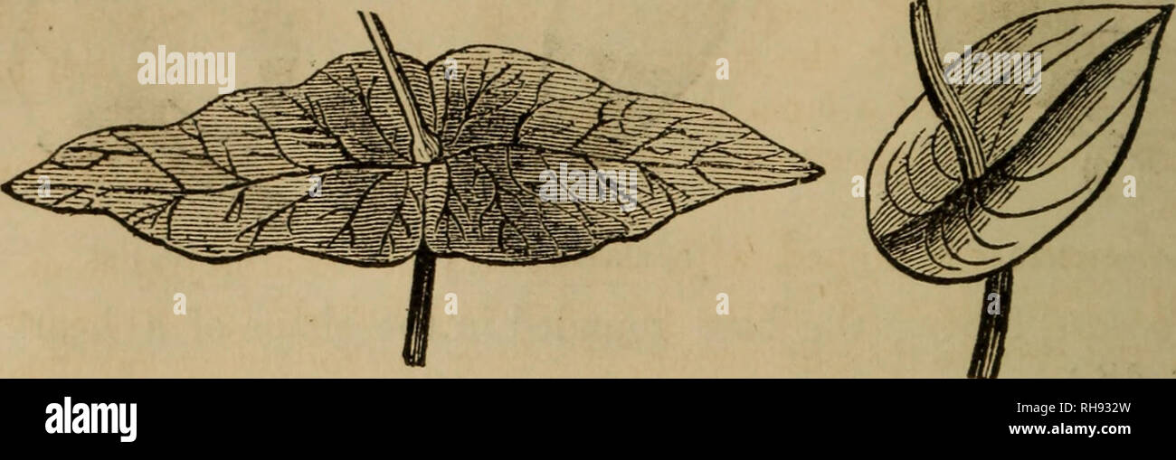 . Botany of the southern states. In two parts. Botany. 52 LEAVES ...