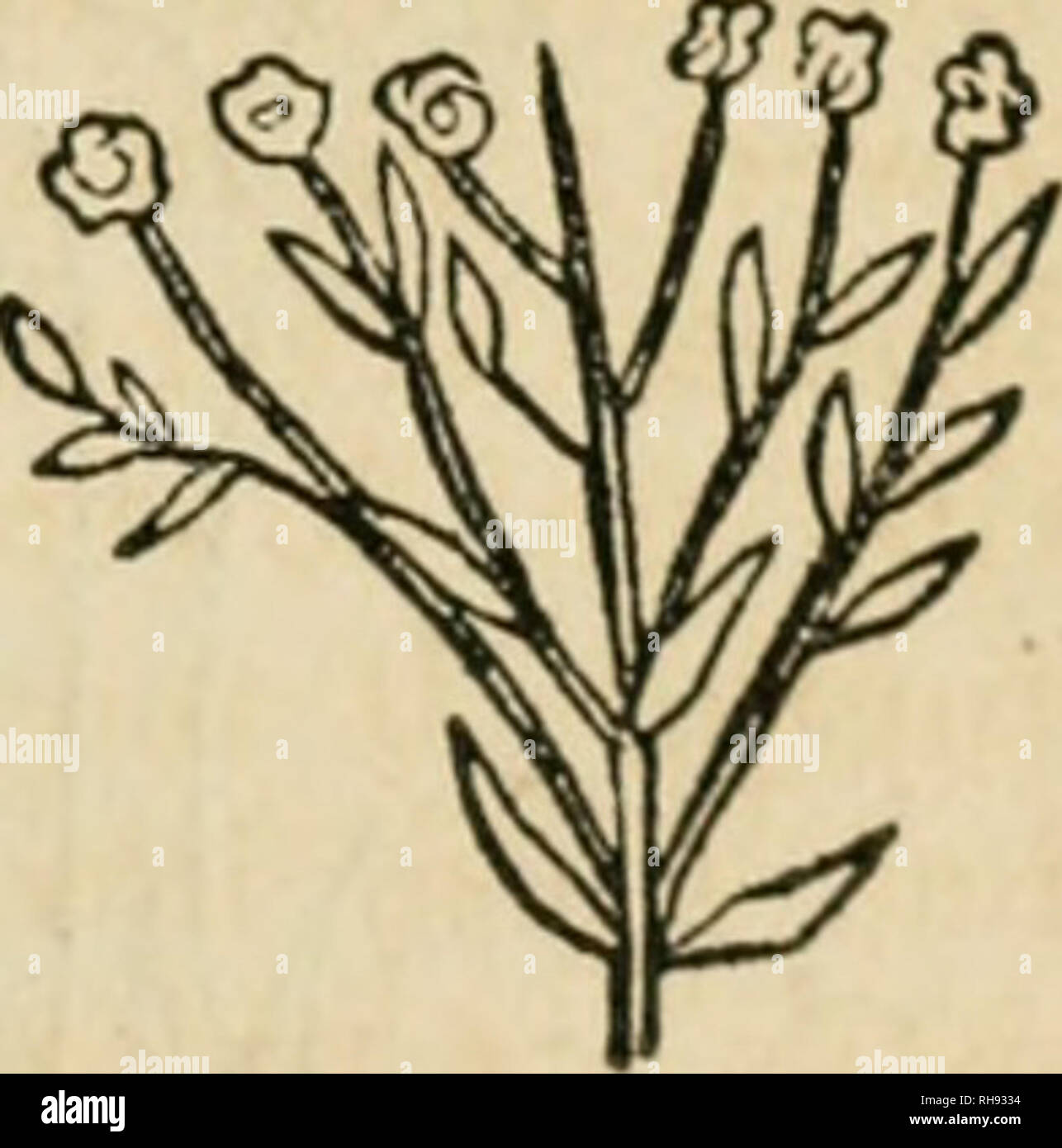 Dichotomous branch hi-res stock photography and images - Alamy