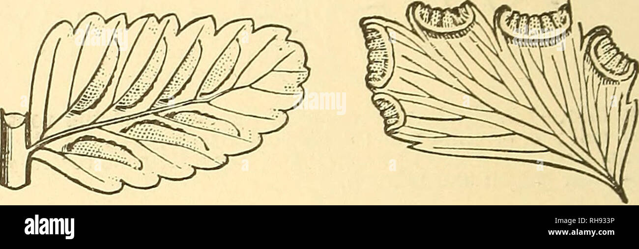 . Botany for high schools and colleges. Botany. Fig. 258. Fig. 259. Fig ...