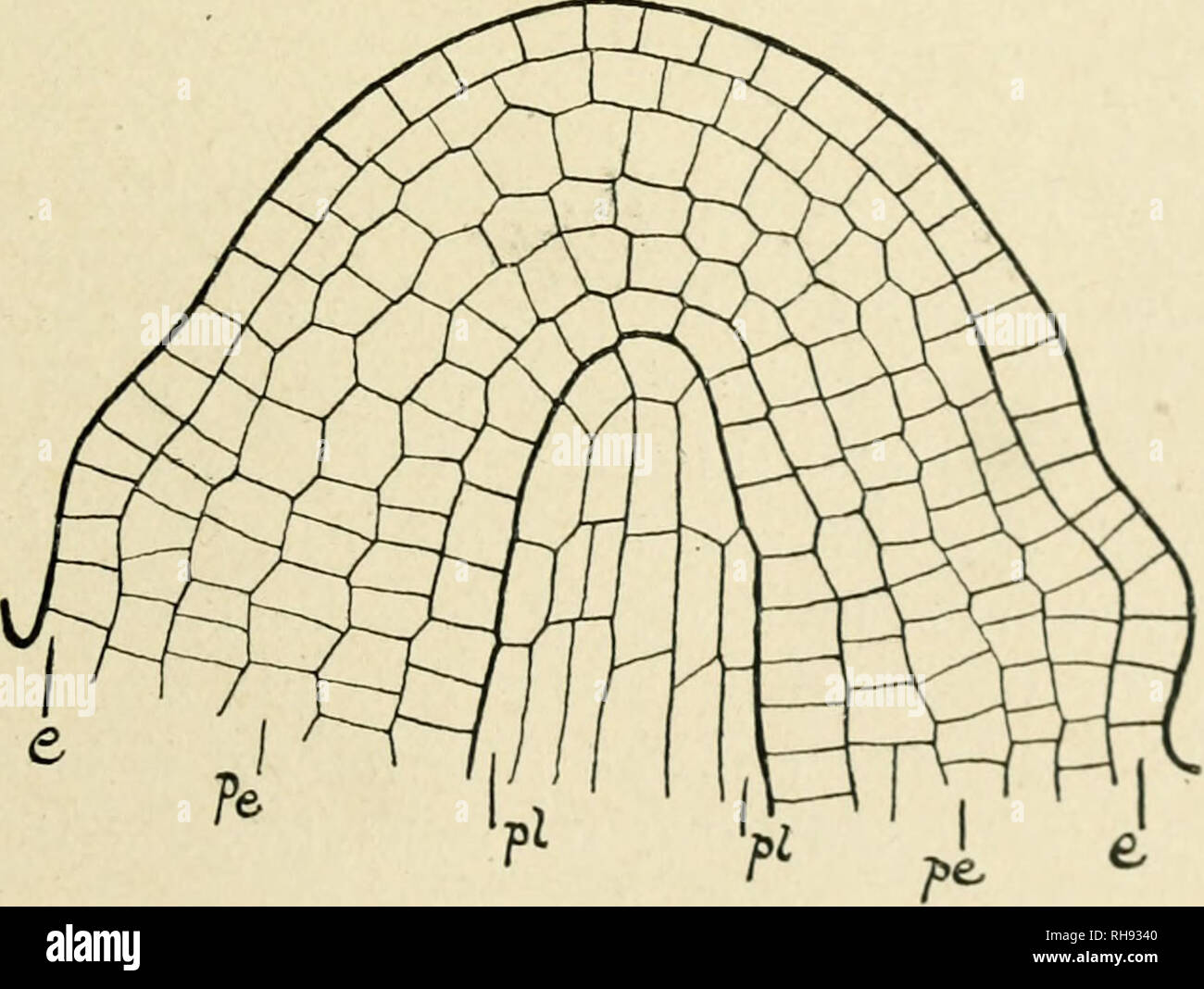 Alternating cone leaves hi-res stock photography and images - Alamy