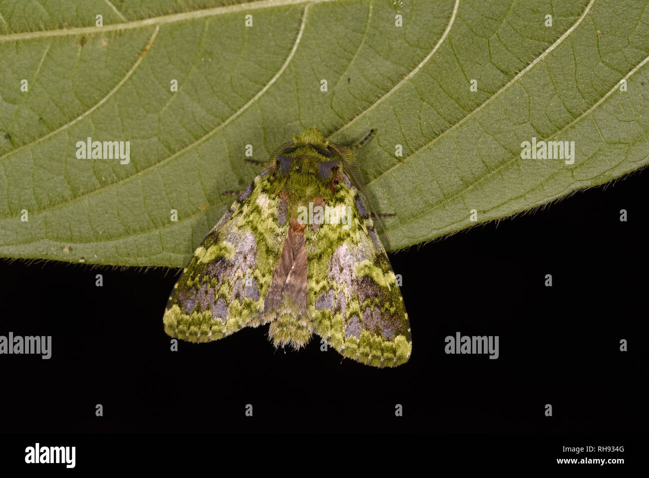 Costa Rica Moth (Disphragis livida) adult at rest on leaf, Turrialba ...