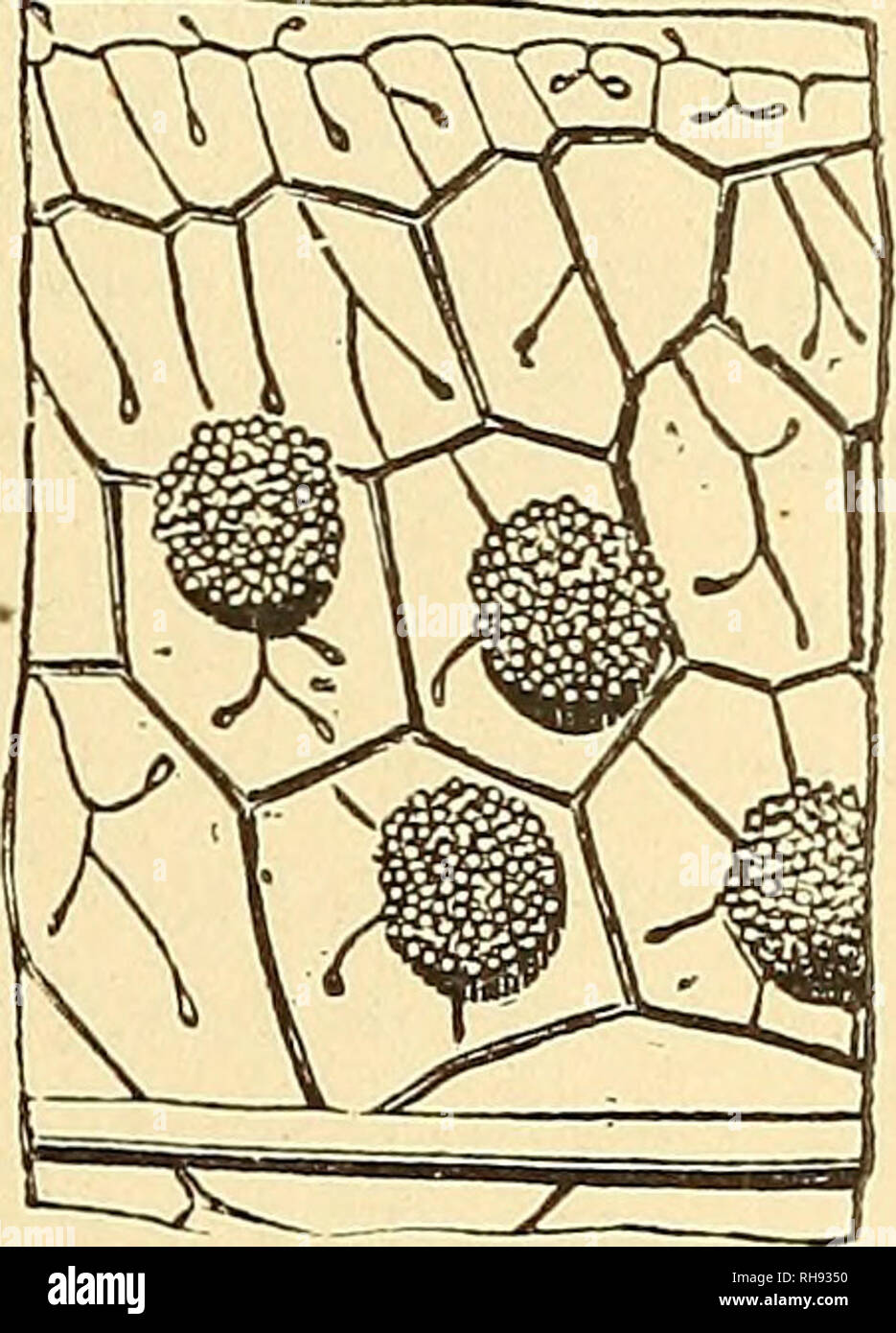 Longitudinal Cut Of The Root Apex High Resolution Stock Photography and ...