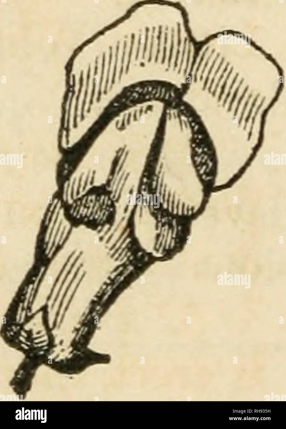 . Botany of the southern states. In two parts. Part I. Structural and ...