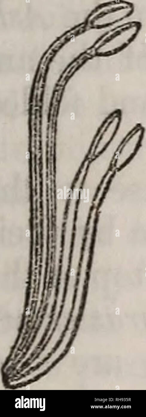 Hyperica hi-res stock photography and images - Alamy