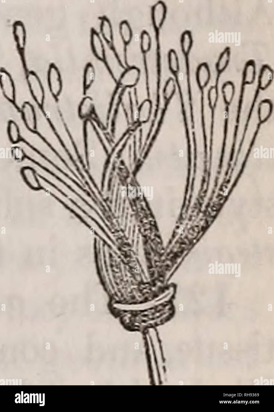 Hyperica hi-res stock photography and images - Alamy