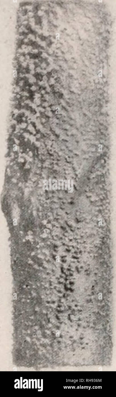 Fighting blight hi-res stock photography and images - Alamy