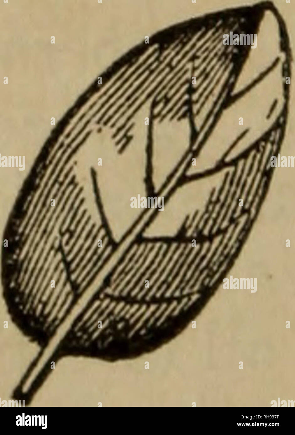 Tapering oval form hi-res stock photography and images - Alamy