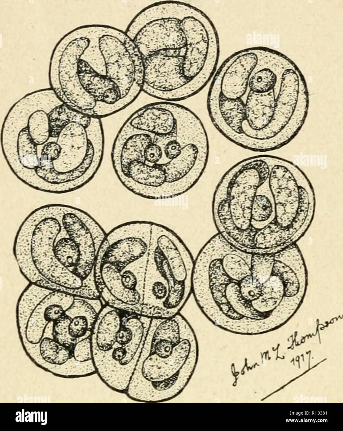 . Botany of the living plant. Botany. BOTANY OF THE LIVING PLANT ...