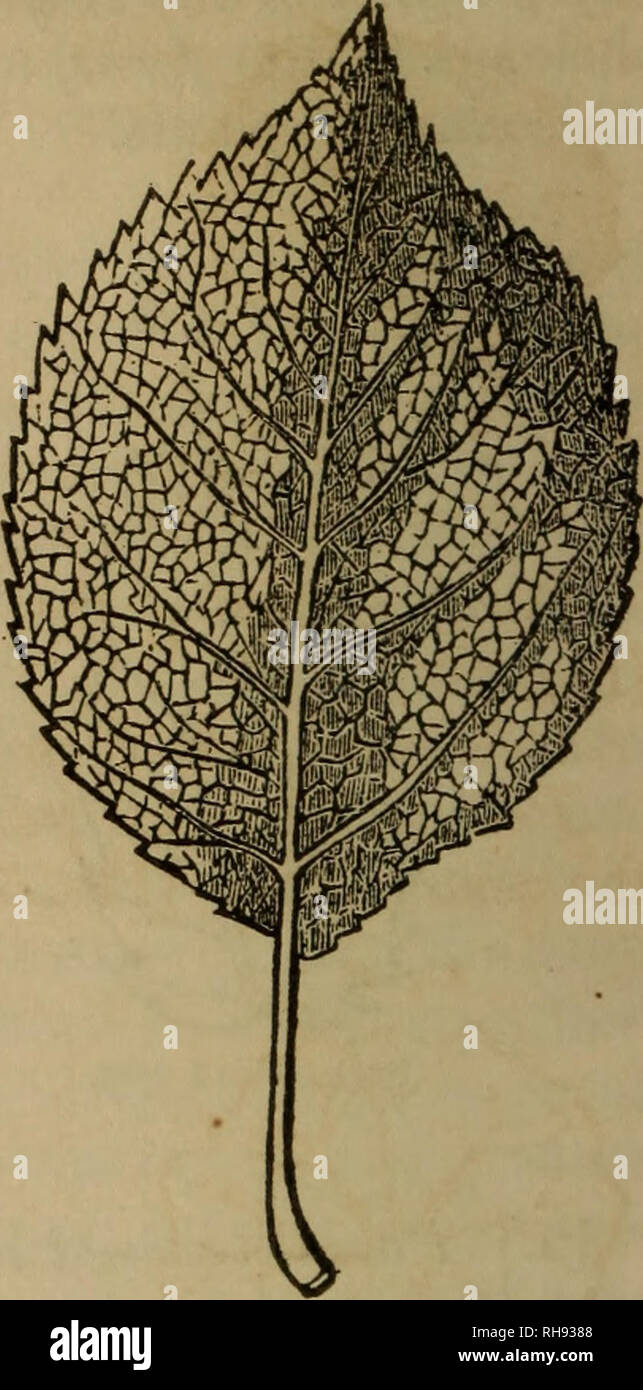. Botany of the southern states. In two parts. Botany. 50 LEAVES. of ...