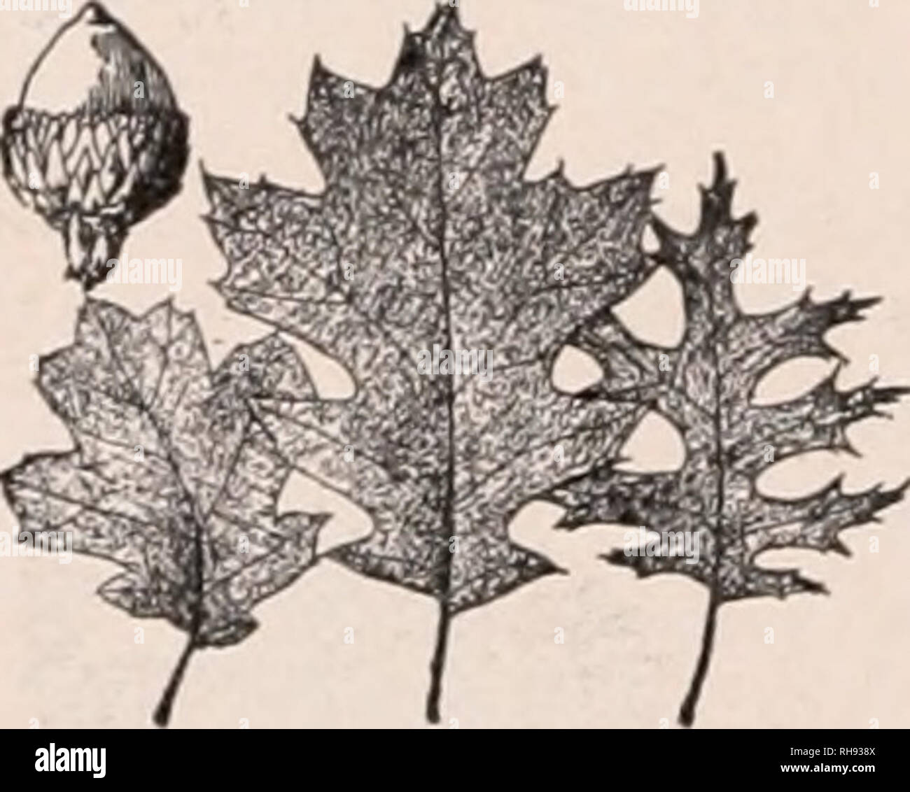 Spiny toothed margin hi-res stock photography and images - Alamy