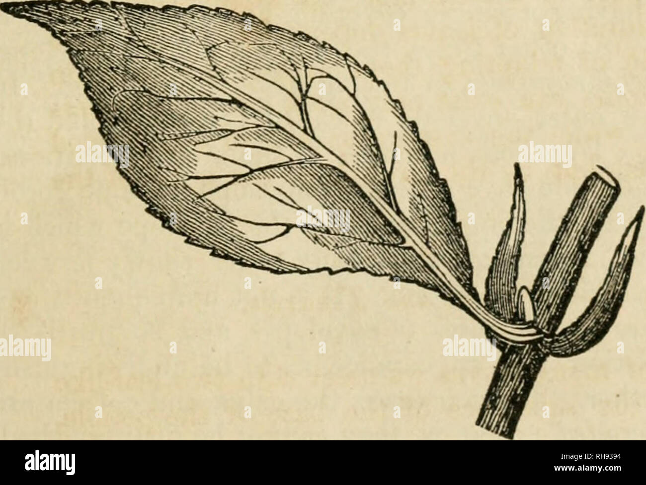 Persistent leaf base hi-res stock photography and images - Alamy