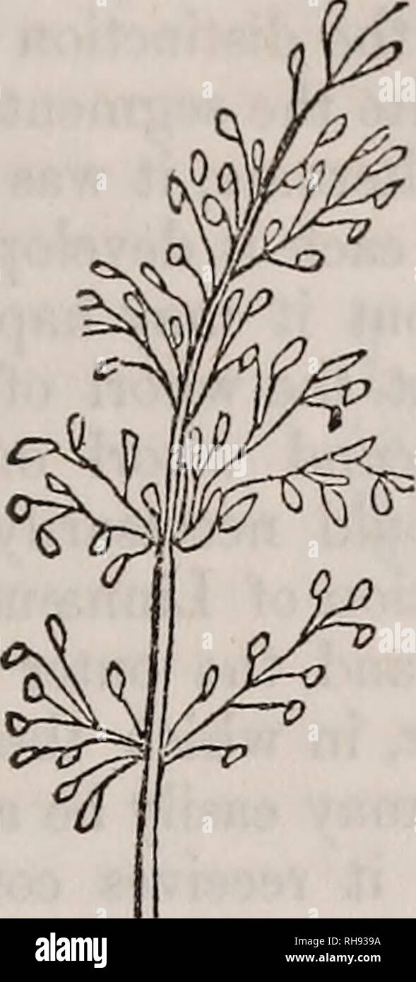 Dense panicle hi-res stock photography and images - Alamy