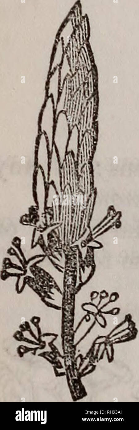 Tertiary branches hi-res stock photography and images - Alamy